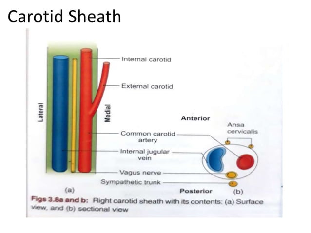 Deep cervical fascia and post triangle of neck anatomy | PPT