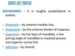 Deep cervical fascia and post triangle of neck anatomy | PPT