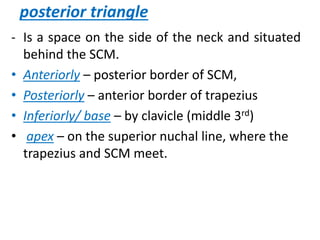 Deep cervical fascia and post triangle of neck anatomy | PPT