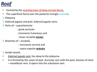 Deep cervical fascia and post triangle of neck anatomy | PPT
