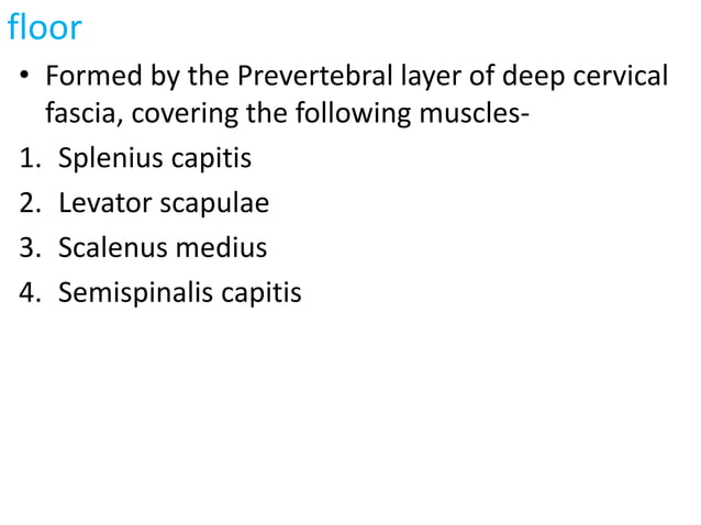 Deep cervical fascia and post triangle of neck anatomy | PPT