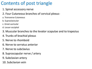 Deep cervical fascia and post triangle of neck anatomy | PPT