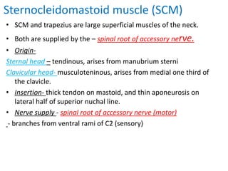 Deep cervical fascia and post triangle of neck anatomy | PPT