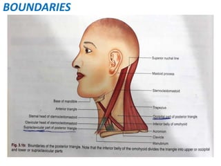 Deep cervical fascia and post triangle of neck anatomy | PPT
