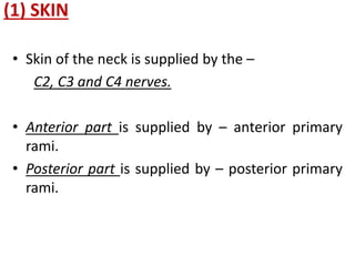 Deep cervical fascia and post triangle of neck anatomy | PPT