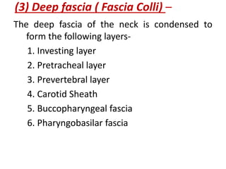 Deep cervical fascia and post triangle of neck anatomy | PPT