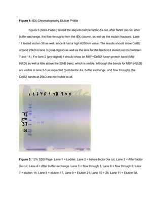 Purification Project | PDF | Biotech and Biomedical Industry | Industries