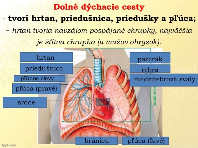 Dýchacia sústava