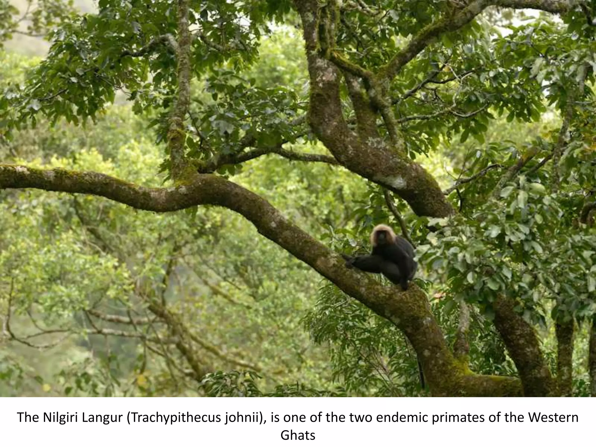 A Photo Journey thro the Jungles of India with KALYAN VARMA | PPT A Photo Journey thro the Jungles of India with KALYAN VARMA | PPT