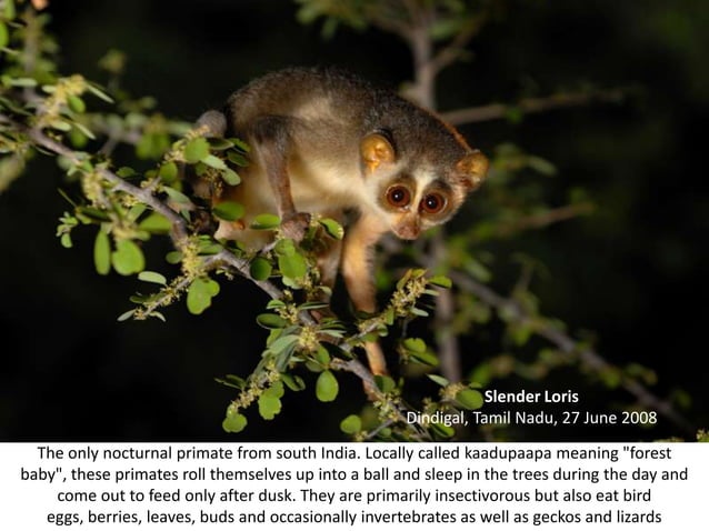 A Photo Journey thro the Jungles of India with KALYAN VARMA | PPT A Photo Journey thro the Jungles of India with KALYAN VARMA | PPT