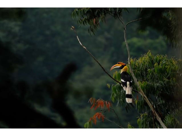 A Photo Journey thro the Jungles of India with KALYAN VARMA | PPT A Photo Journey thro the Jungles of India with KALYAN VARMA | PPT