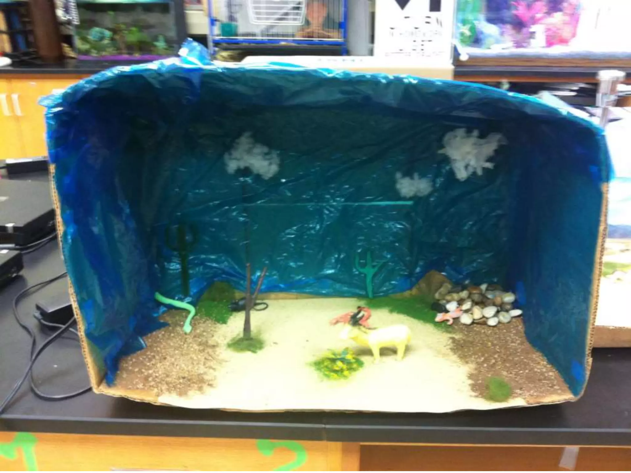 AP Biology Biome Dioramas | PPT