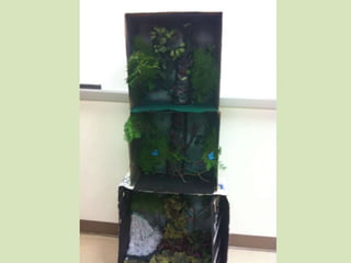 AP Biology Biome Dioramas | PPT