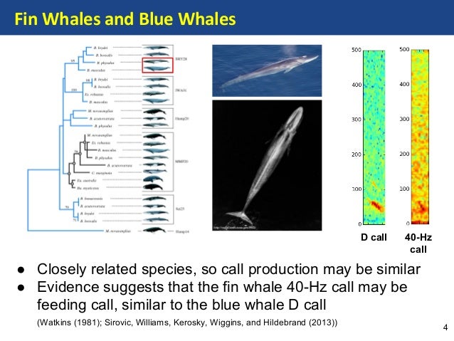 Classification of blue whale D calls and fin whale 40-Hz calls using