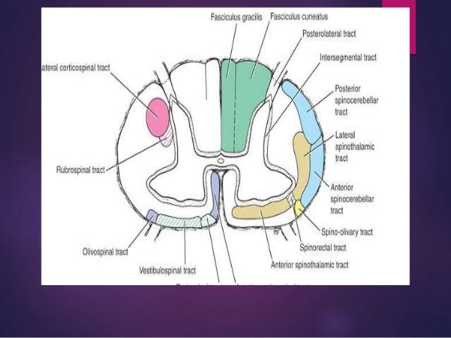 Dorsal column medial leminiscus