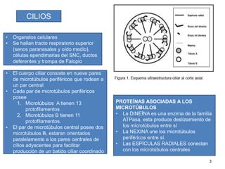 Discinesia ciliar primaria DCP | PPTX