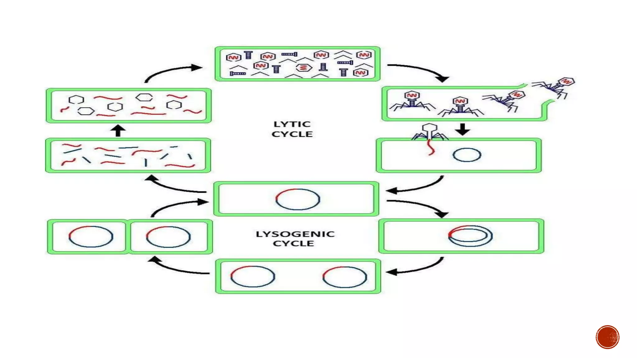 Bacteriophage- types, structure and morphology of t4 phage ...