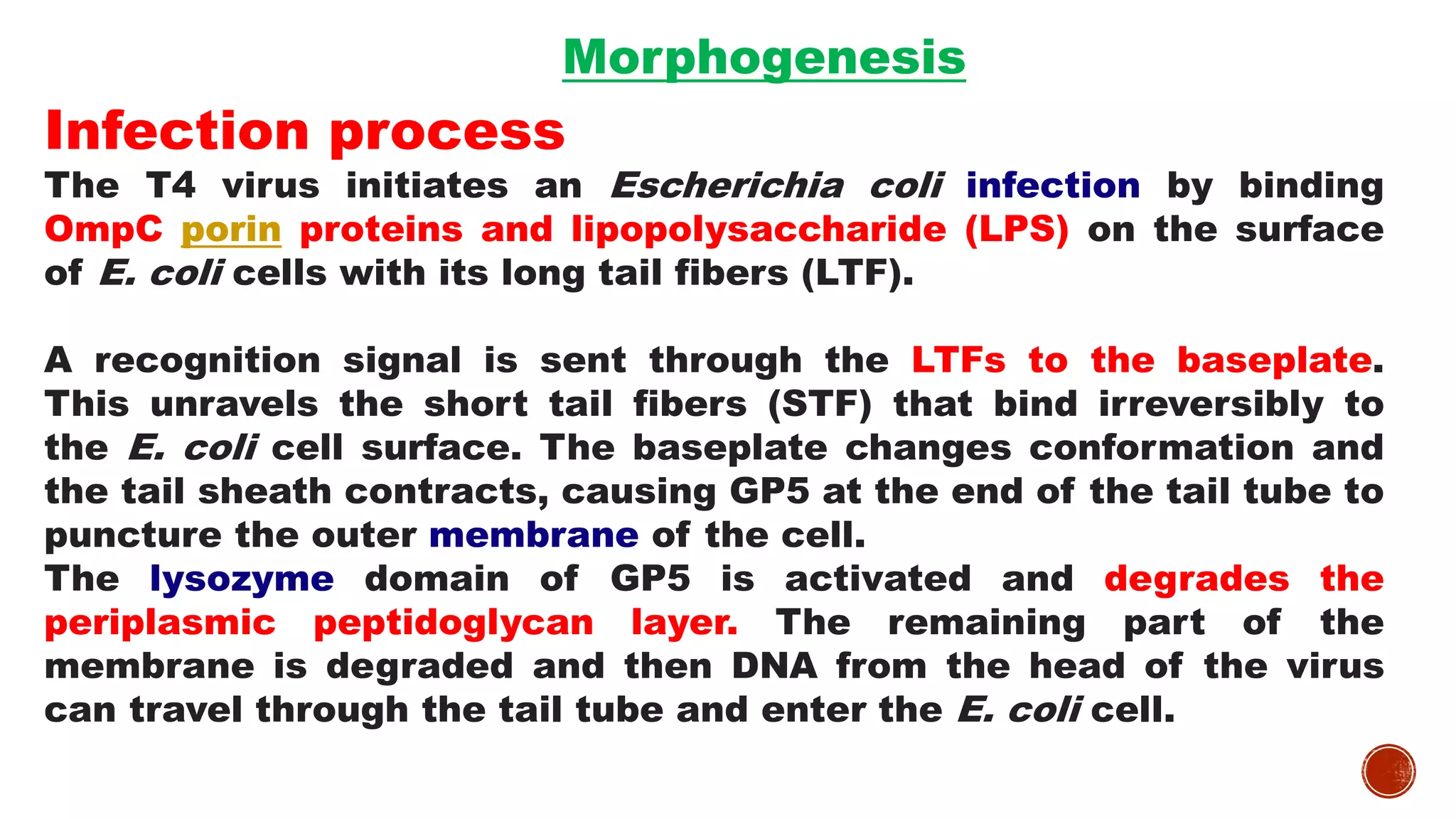 Bacteriophage- types, structure and morphology of t4 phage ...