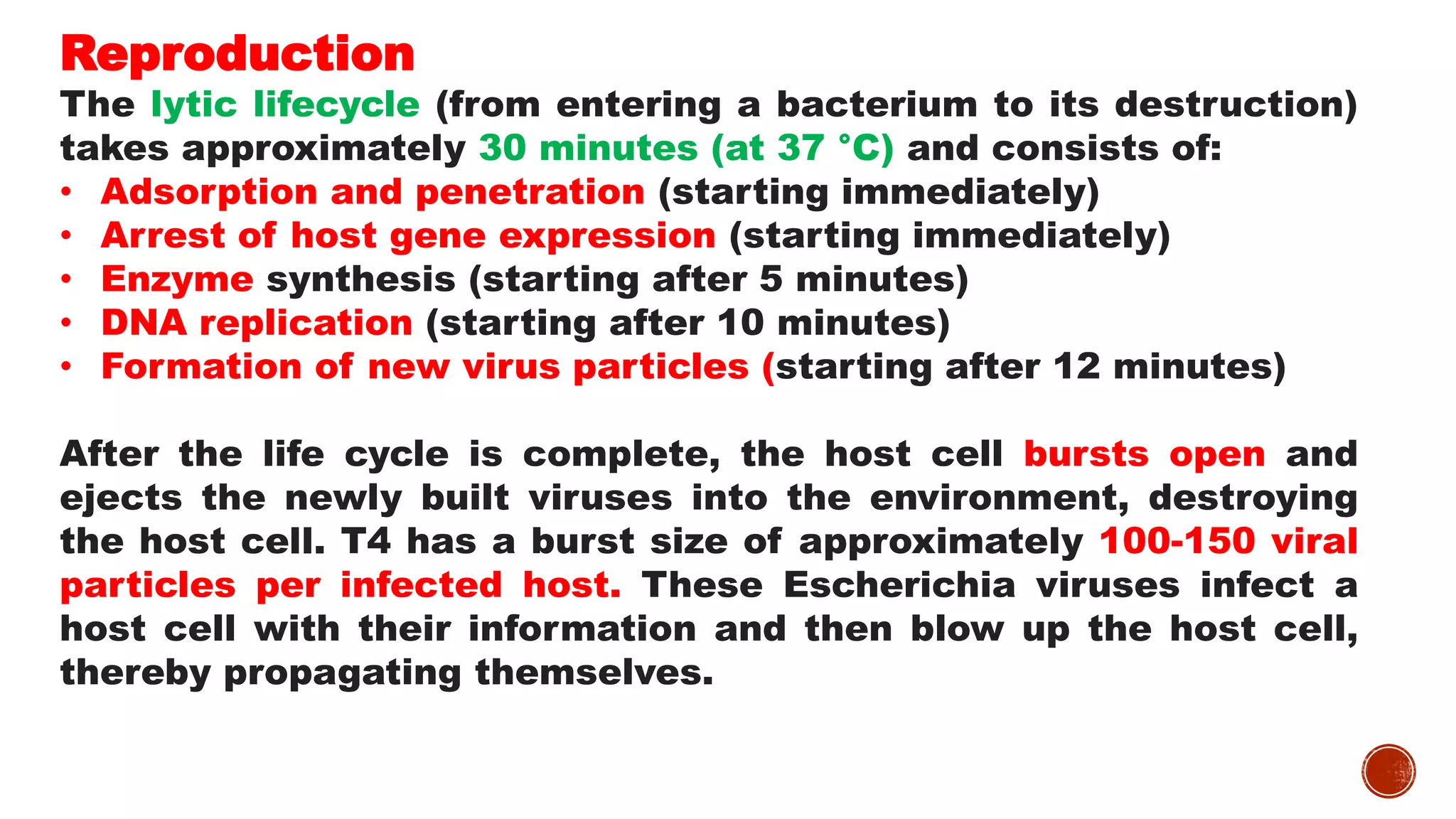 Bacteriophage- types, structure and morphology of t4 phage ...