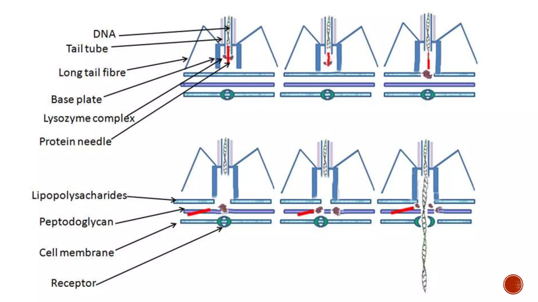 Bacteriophage- types, structure and morphology of t4 phage ...