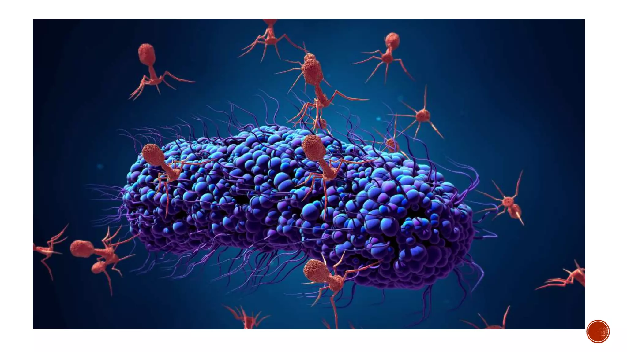 Bacteriophage- types, structure and morphology of t4 phage ...