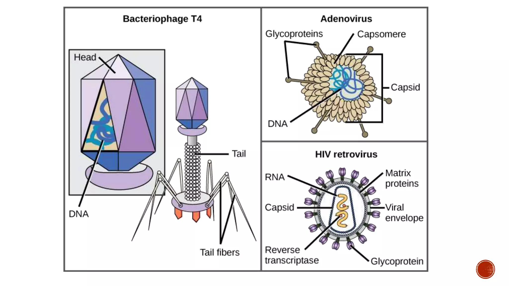 Bacteriophage- types, structure and morphology of t4 phage ...