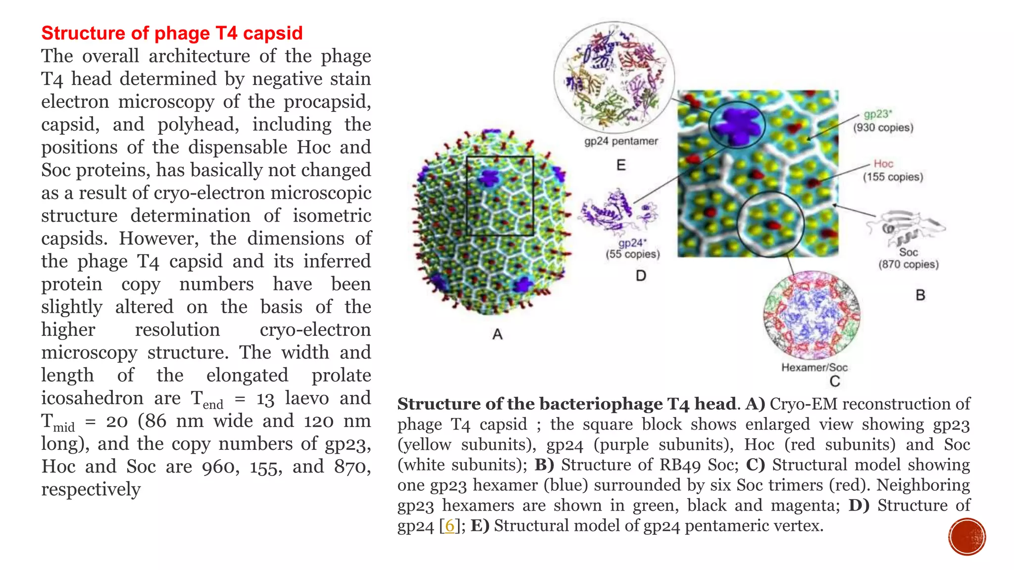 Bacteriophage- types, structure and morphology of t4 phage ...
