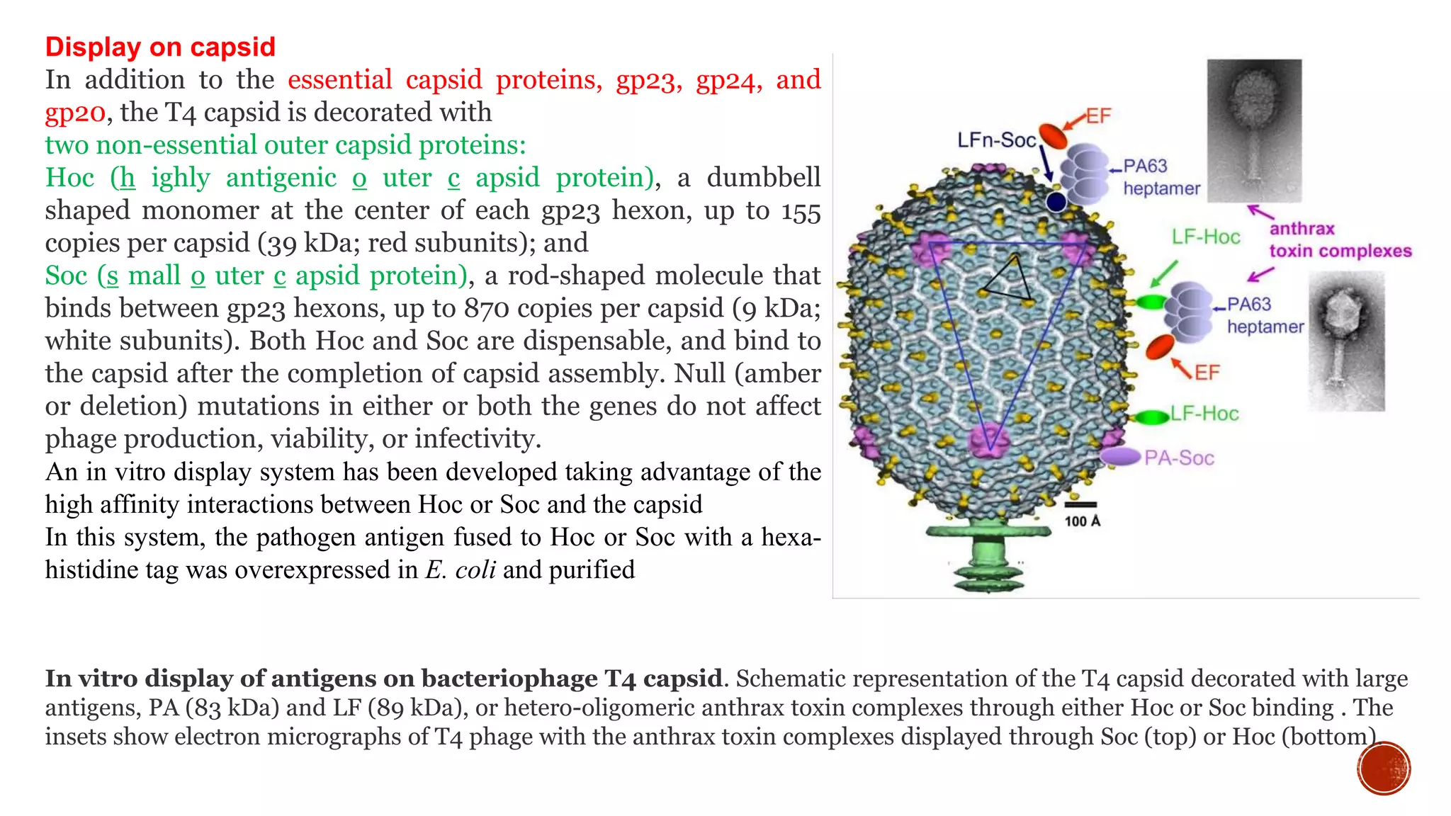 Bacteriophage- types, structure and morphology of t4 phage ...
