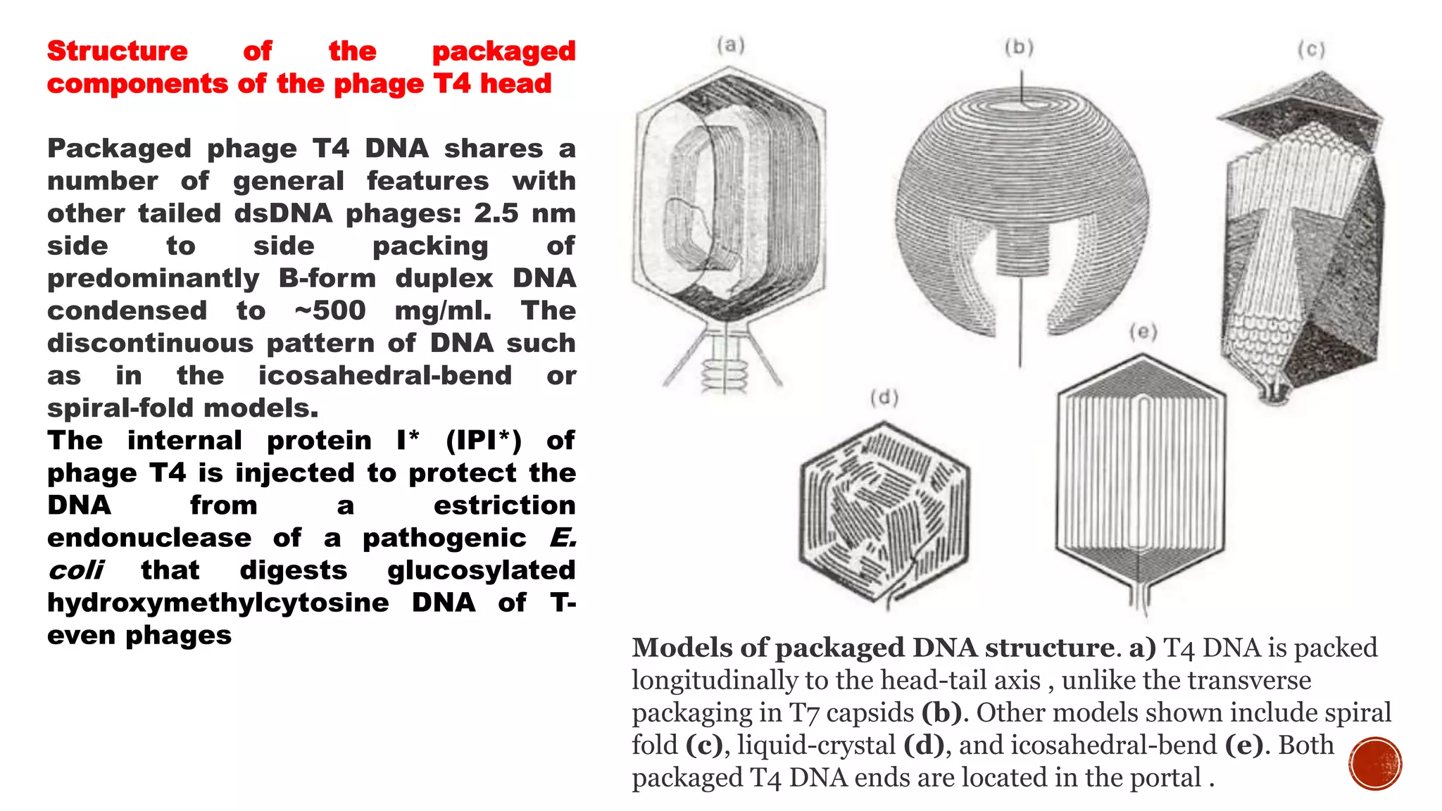 Bacteriophage- types, structure and morphology of t4 phage ...