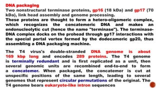 Bacteriophage- types, structure and morphology of t4 phage ...