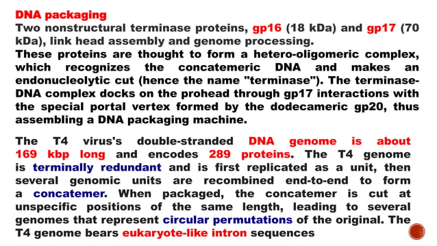 Bacteriophage- types, structure and morphology of t4 phage ...