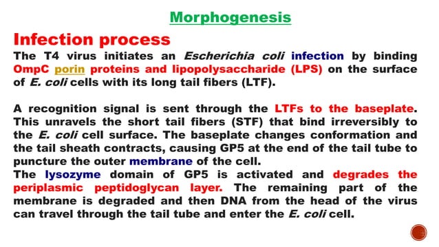 Bacteriophage- types, structure and morphology of t4 phage ...
