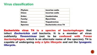 Bacteriophage- types, structure and morphology of t4 phage ...