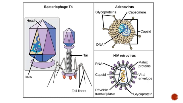 Bacteriophage- types, structure and morphology of t4 phage ...