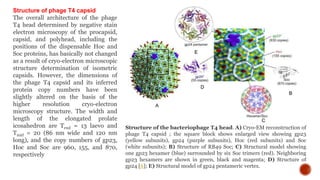 Bacteriophage- types, structure and morphology of t4 phage ...