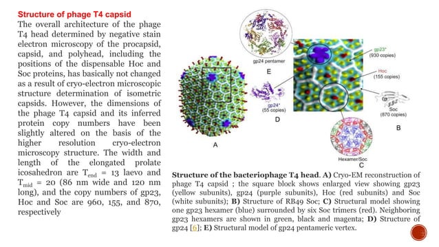 Bacteriophage- types, structure and morphology of t4 phage ...