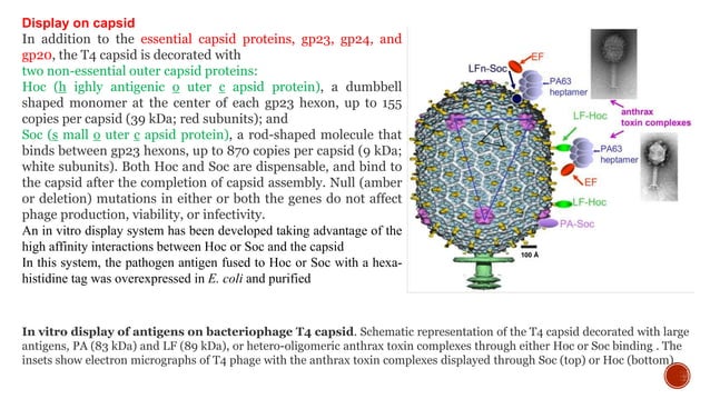 Bacteriophage- types, structure and morphology of t4 phage ...