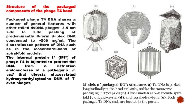 Bacteriophage- types, structure and morphology of t4 phage ...