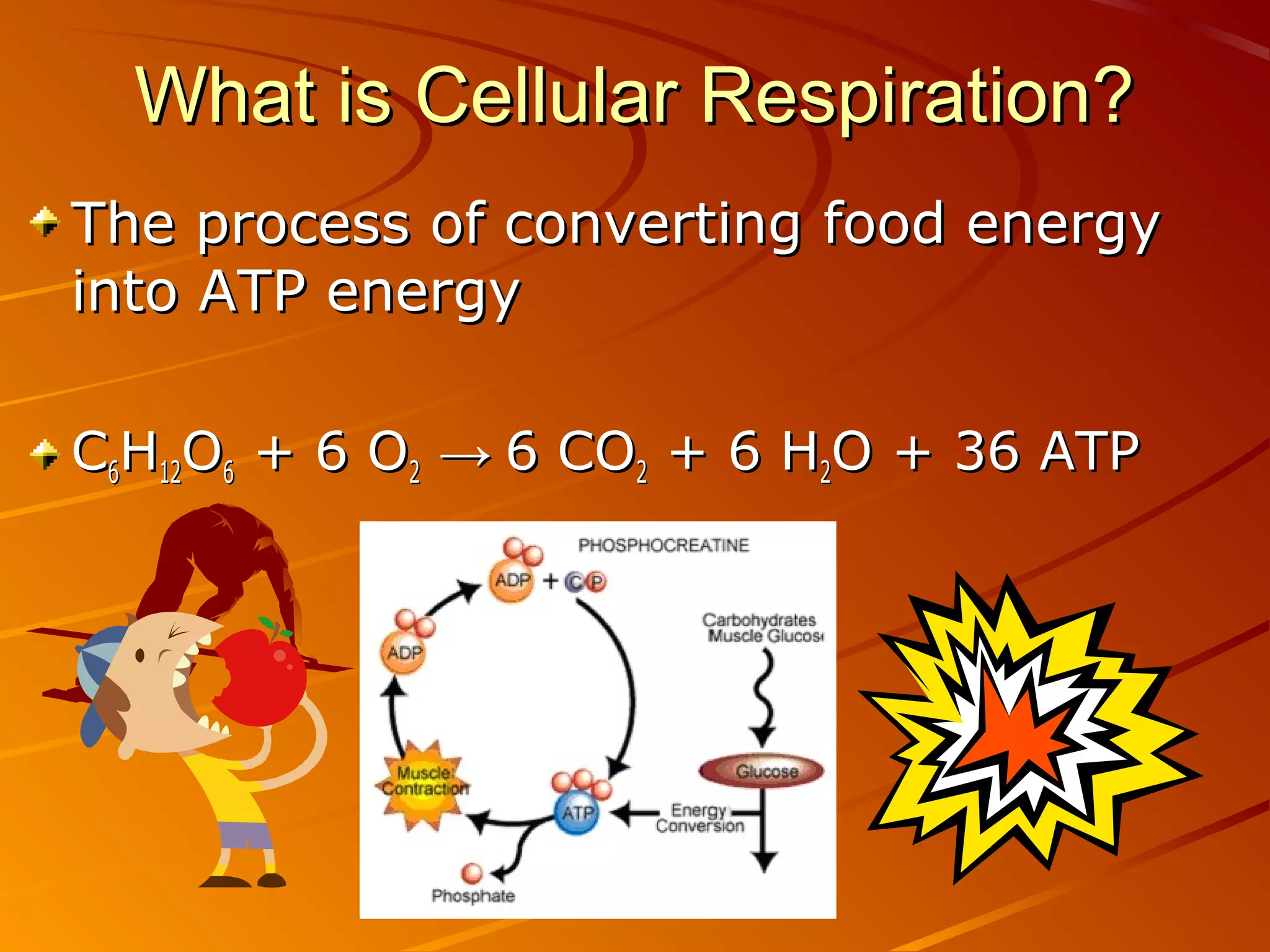 Cellular Respiration | PPT