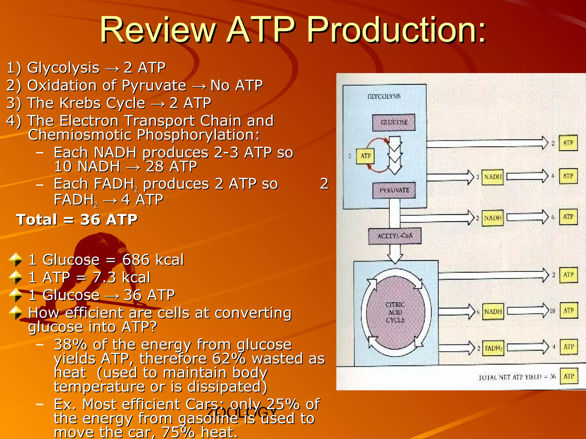 Cellular Respiration | PPT