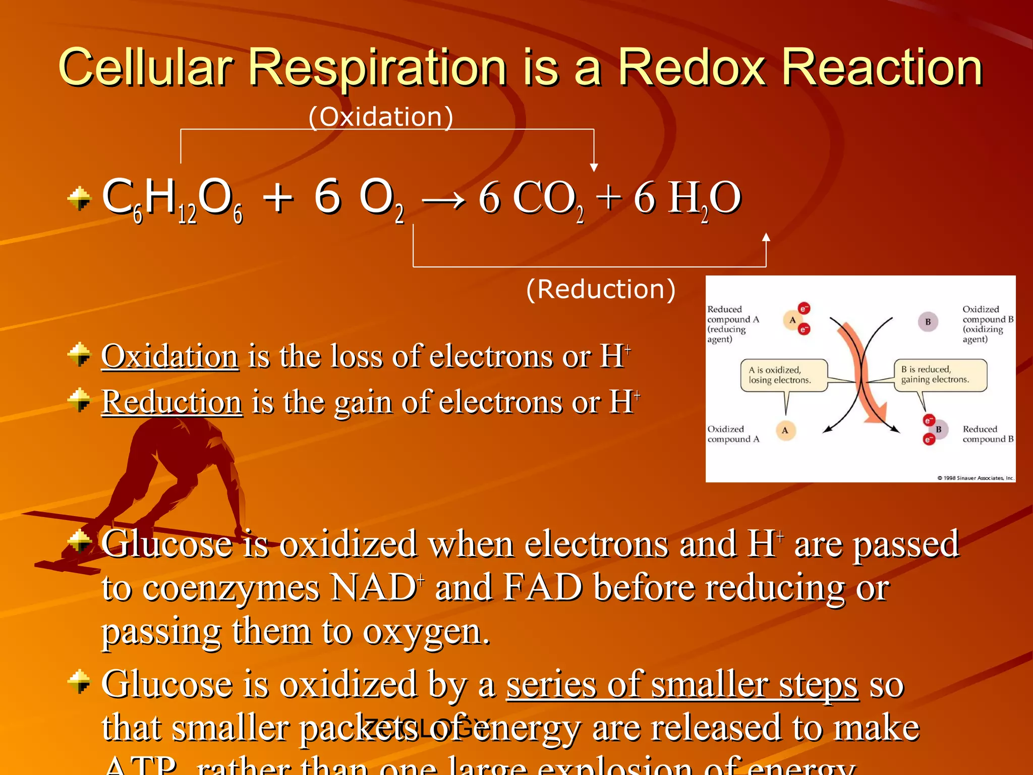 Cellular Respiration | PPT