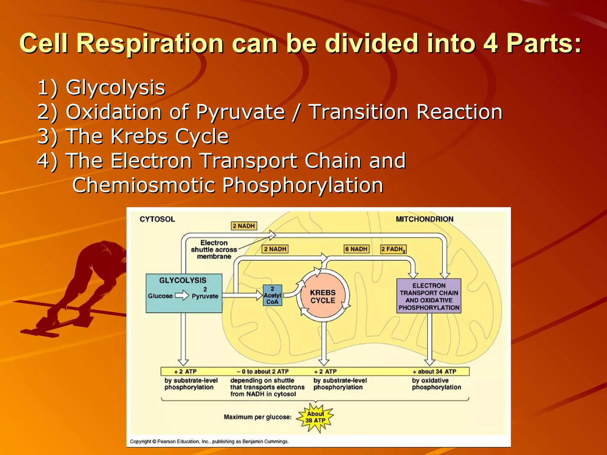 Cellular Respiration | PPT