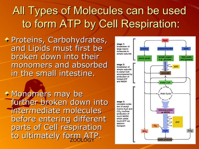 Cellular Respiration | PPT