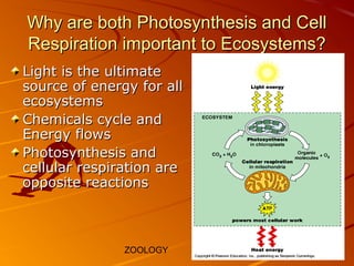Cellular Respiration And Photosynthesis Chemical Cycling