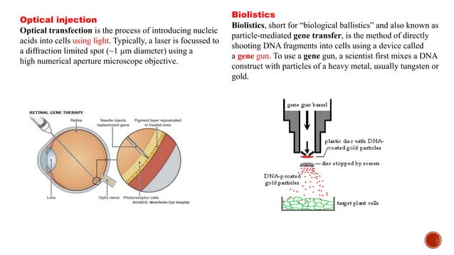 Cloning | PPT | Genetics | Science