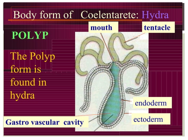 Coelenterates - classification and gen characters | PPT | Biological ...