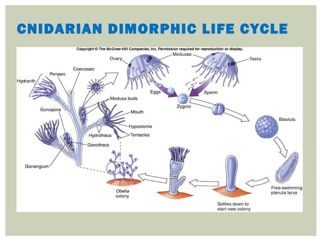 Coelenterates - classification and gen characters | PPT | Biological ...