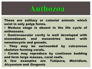 Coelenterates - classification and gen characters | PPT | Biological ...