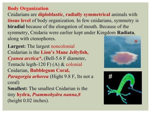 Coelenterates - classification and gen characters | PPT | Biological ...