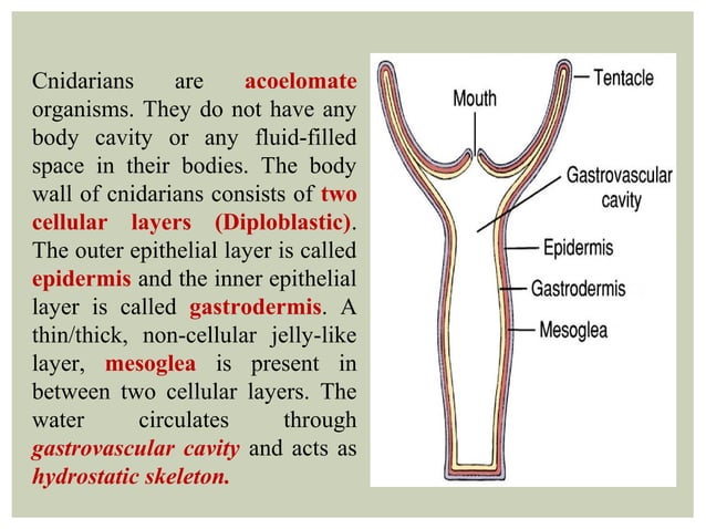 Coelenterates - classification and gen characters | PPT | Biological ...
